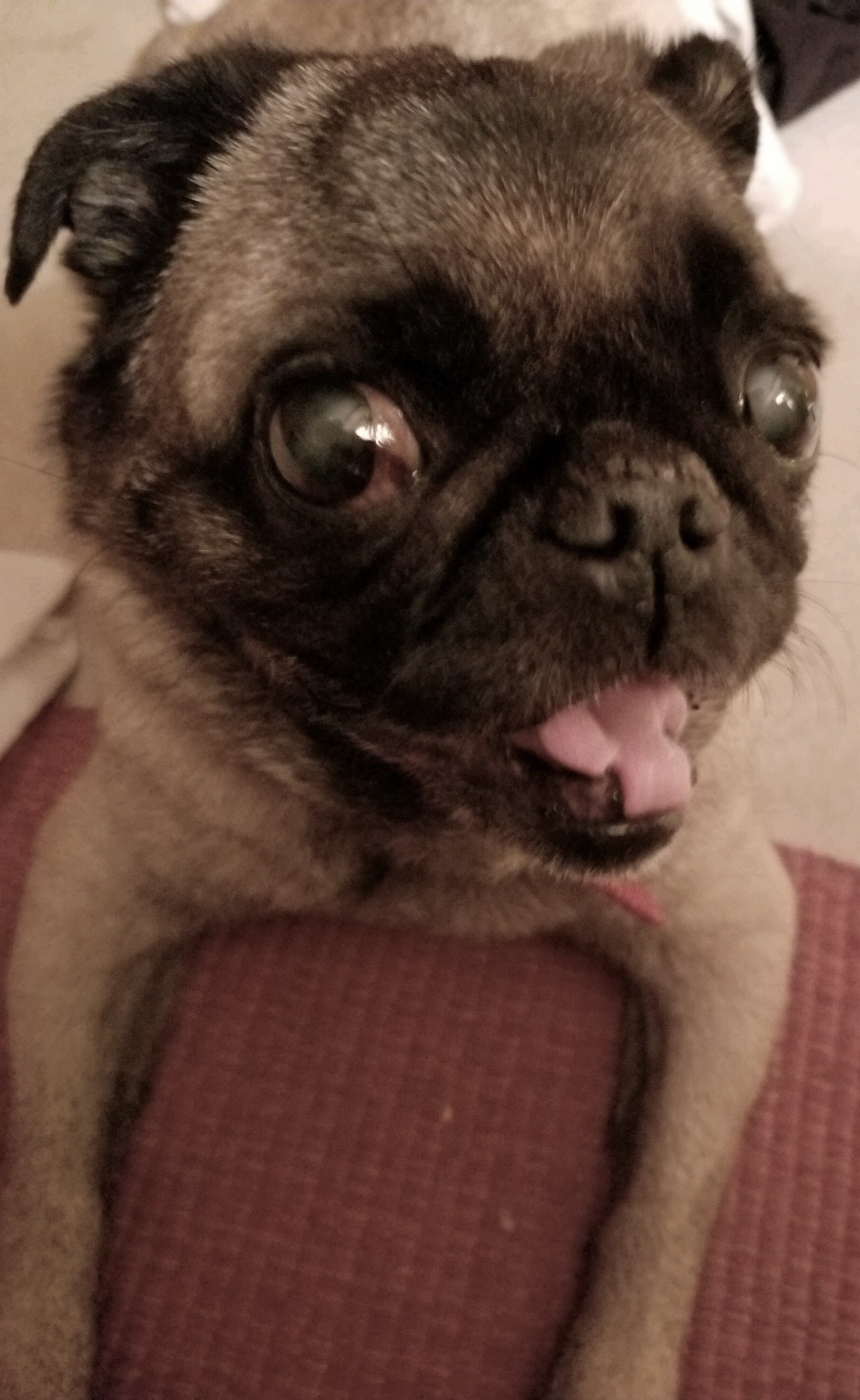 Queen Elisabeth D. Pug - 10 yr - Aparn