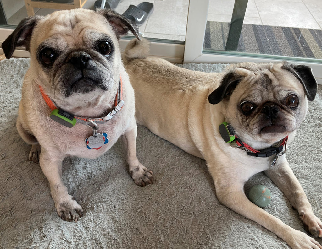 Cutest Pug Contest 2021 - Aparn