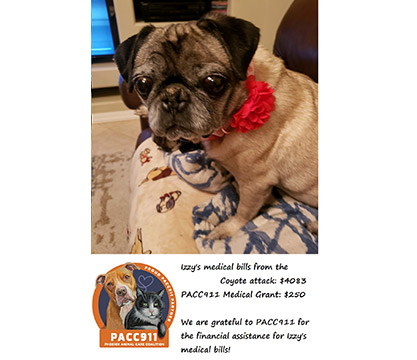 ADOPT A PUG - Aparn